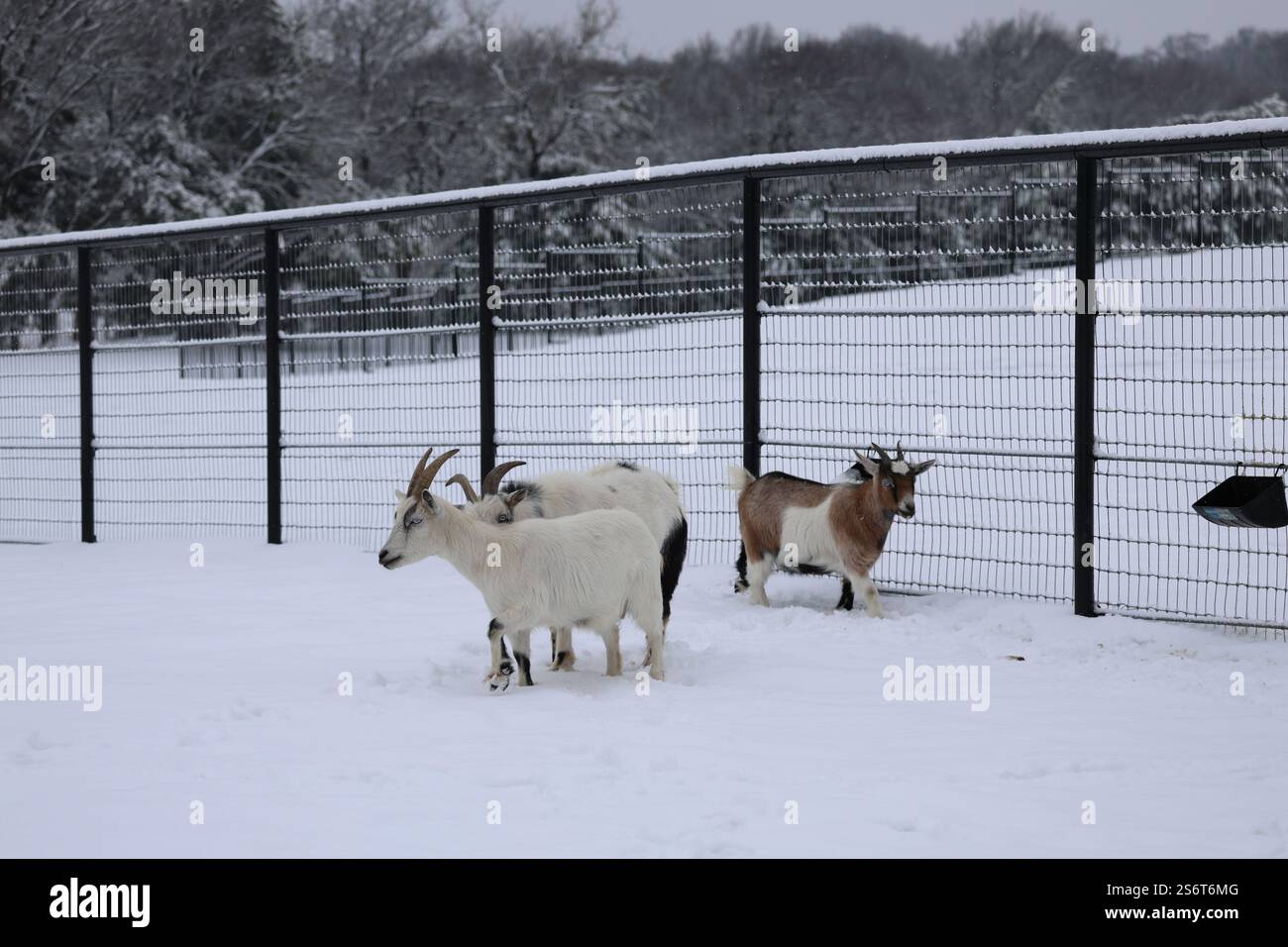 Nigerian dwarf pygmy mix breed hi-res stock photography and images - Alamy