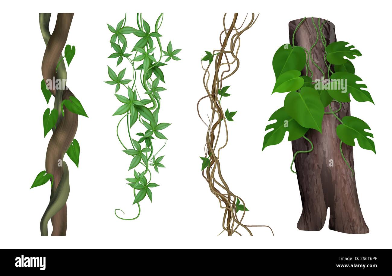 Tropical lianas. Twisted exotic jungle woody plants green climbs ...