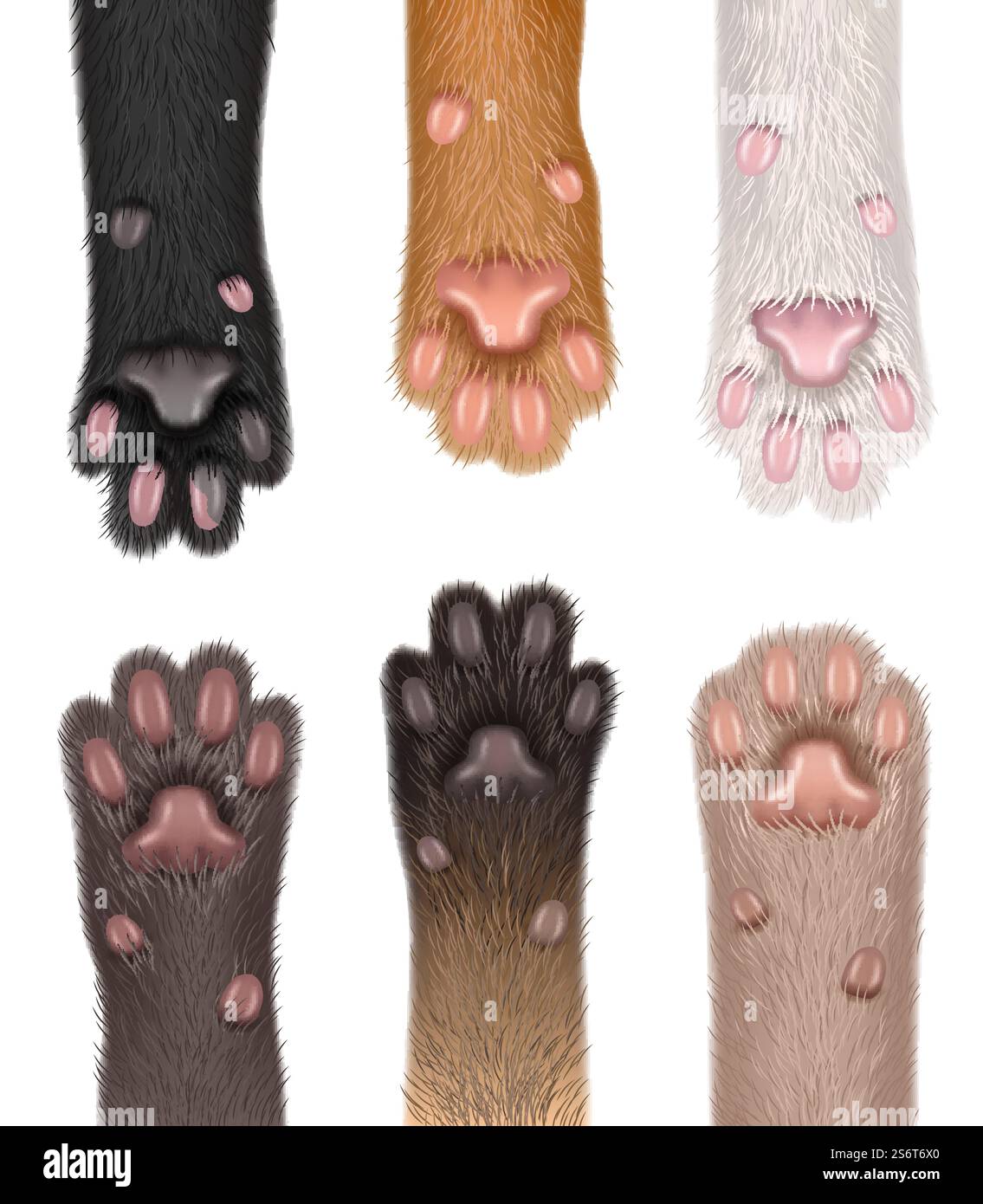 Paw cats. Collection of realistic domestic animals fluffy body parts ...