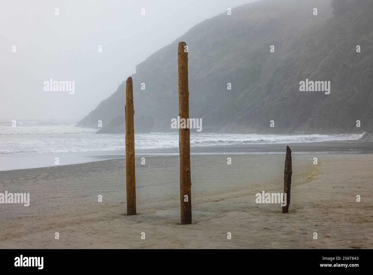 Posts erected in beach sand in Cape Disappointment State Park ...
