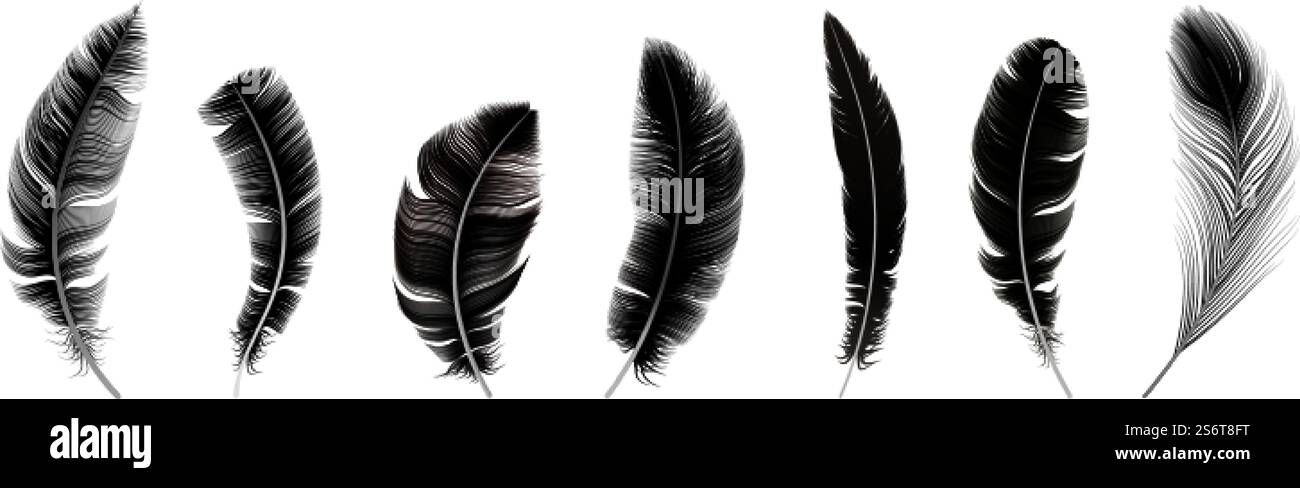 Realistic black feathers. Birds feather, quill swan or crow plumage ...