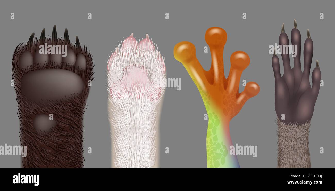 Paw realistic. Wild animals paws cat dog bear frog racoon decent vector ...