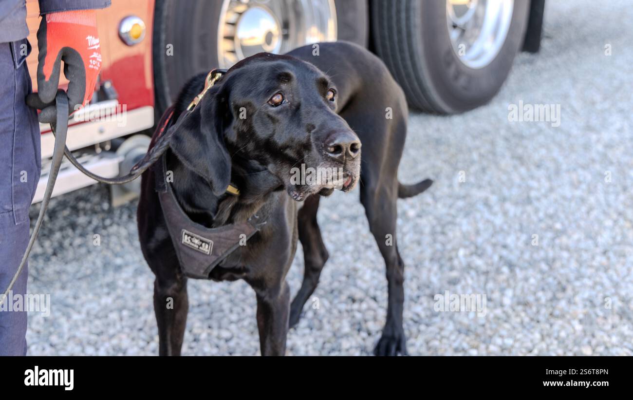 January 17, 2025, Pacific Palisades, California, USA: Reva the Dog was ...