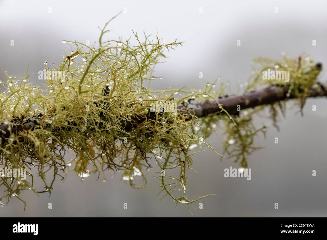 Lichens on tree branch in Cape Disappointment State Park, Washington ...