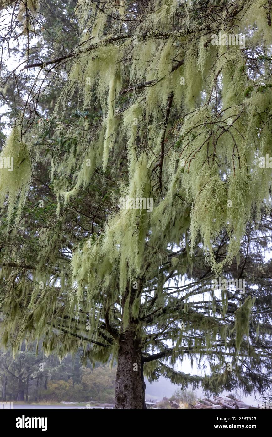 Usnea, Usnea spp, lichens draped from trees in Cape Disappointment ...