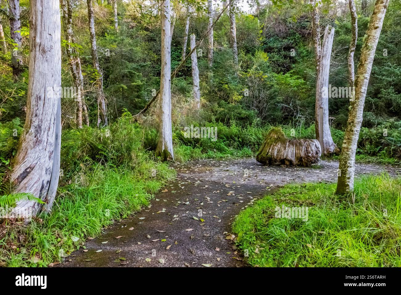 Cedar Circle, designed by Maya Lin, as part of Confluence Project in ...