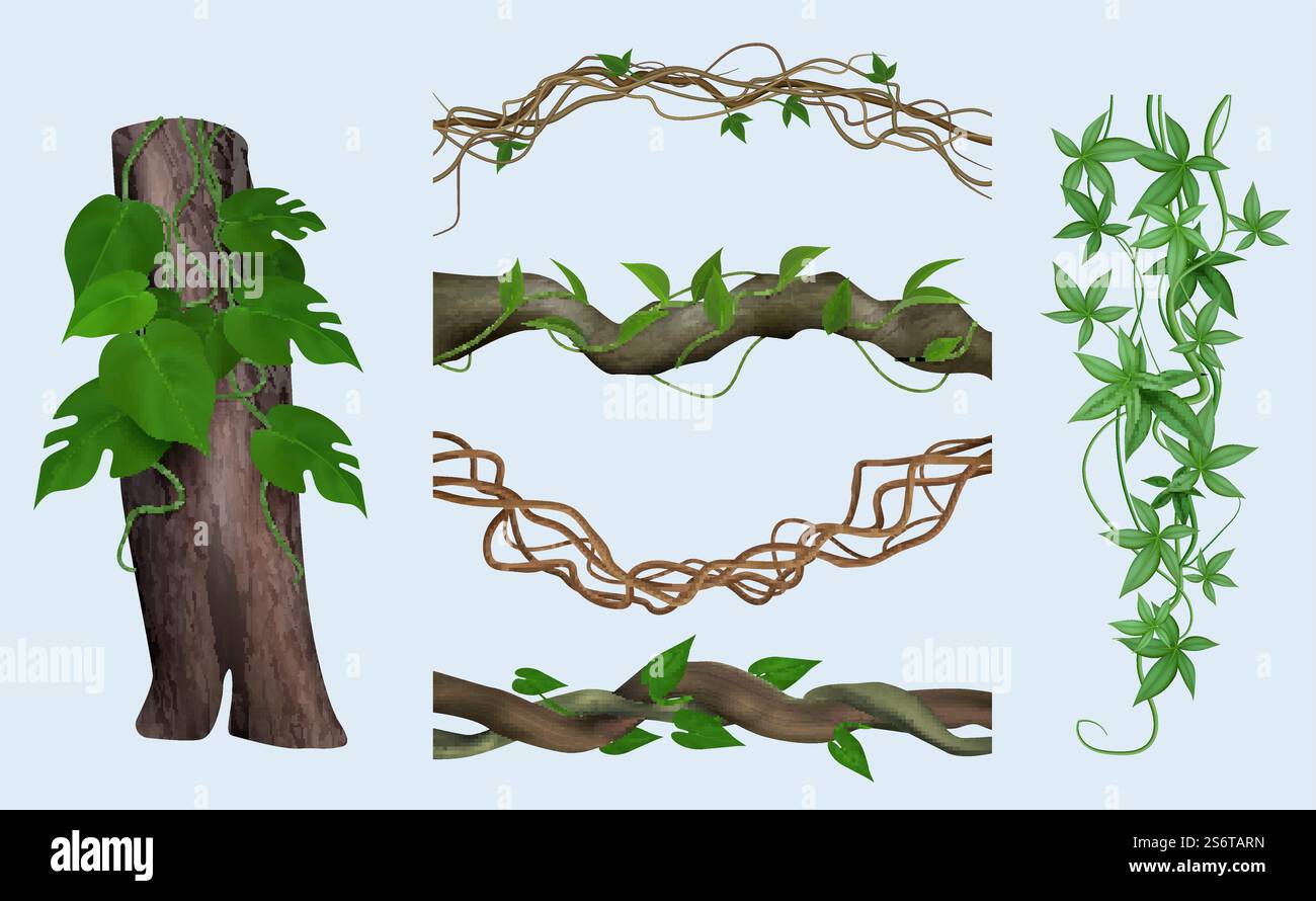Realistic lianas. Exotic botanical plants twisted woody tendrils green ...