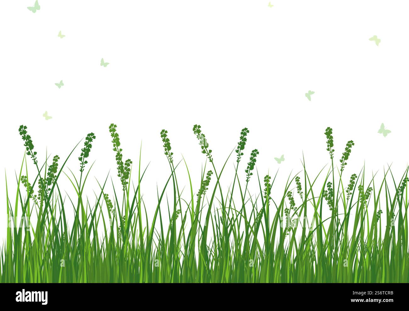 Green spring meadow grass. Fresh color plants, seasonal growth grass, separated botanical ...