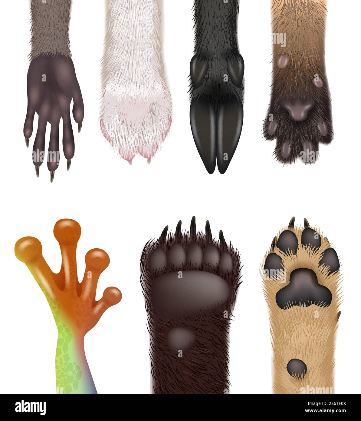 Animals paw. Realistic wild animals body parts dog frog cat bears ...
