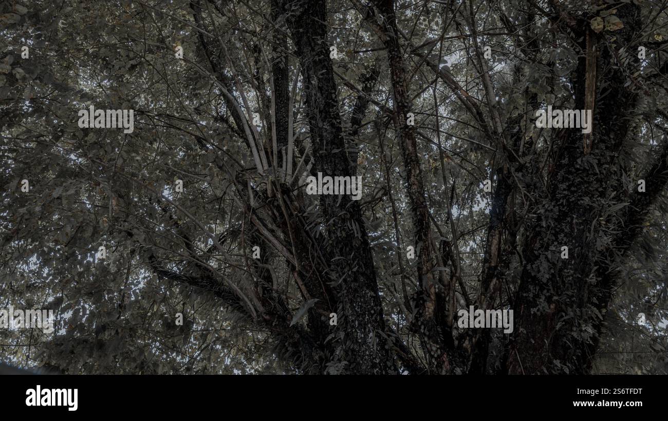 A dense, dark tree canopy with thick branches and lush foliage ...