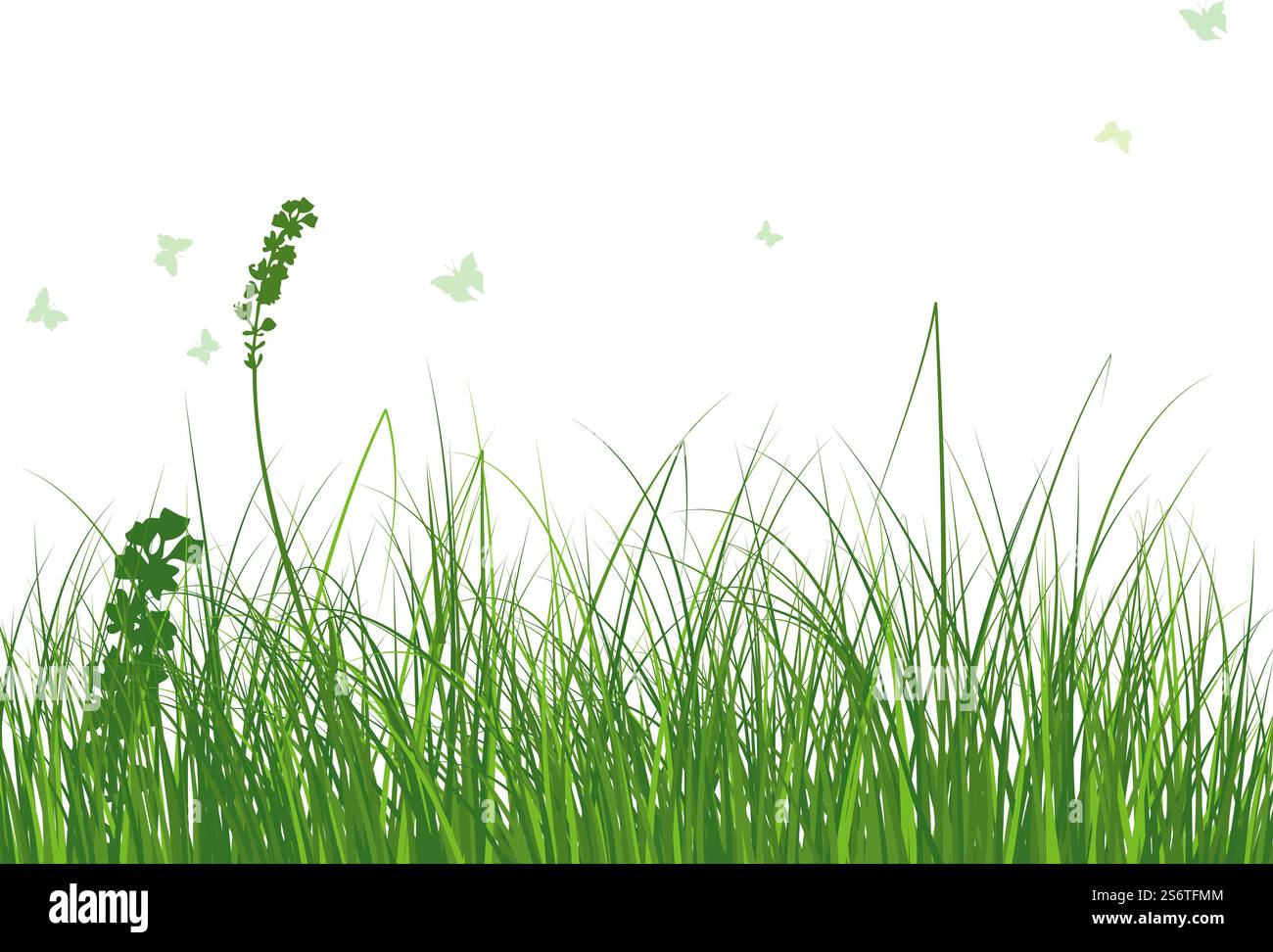 Green spring meadow grass. Fresh color plants, seasonal growth grass, separated botanical ...