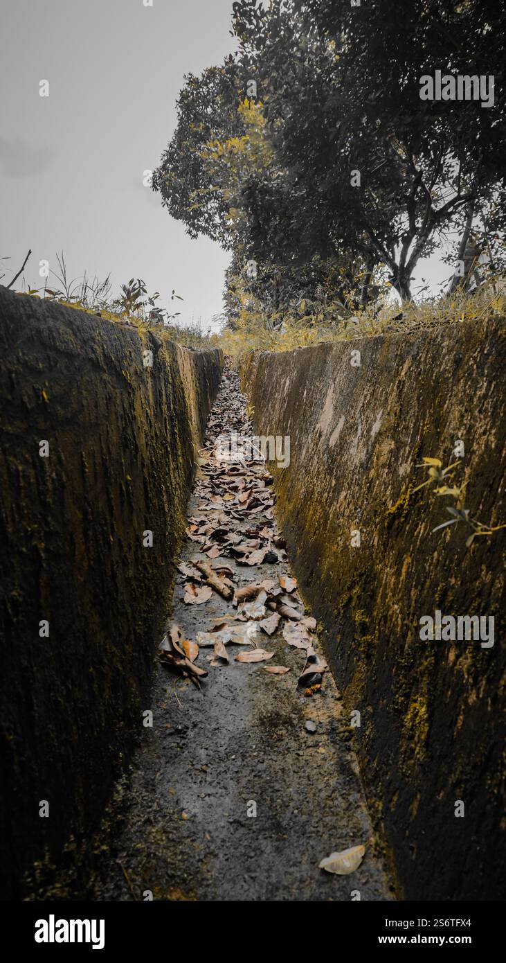 A narrow, moss-covered concrete drainage channel filled with dry leaves ...