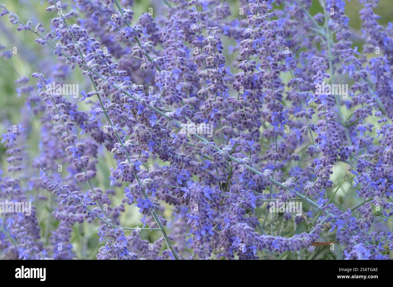Salvia, Perovskia 'Blue Spire', Russian sage ( syn. Salvia Blue Spire ...