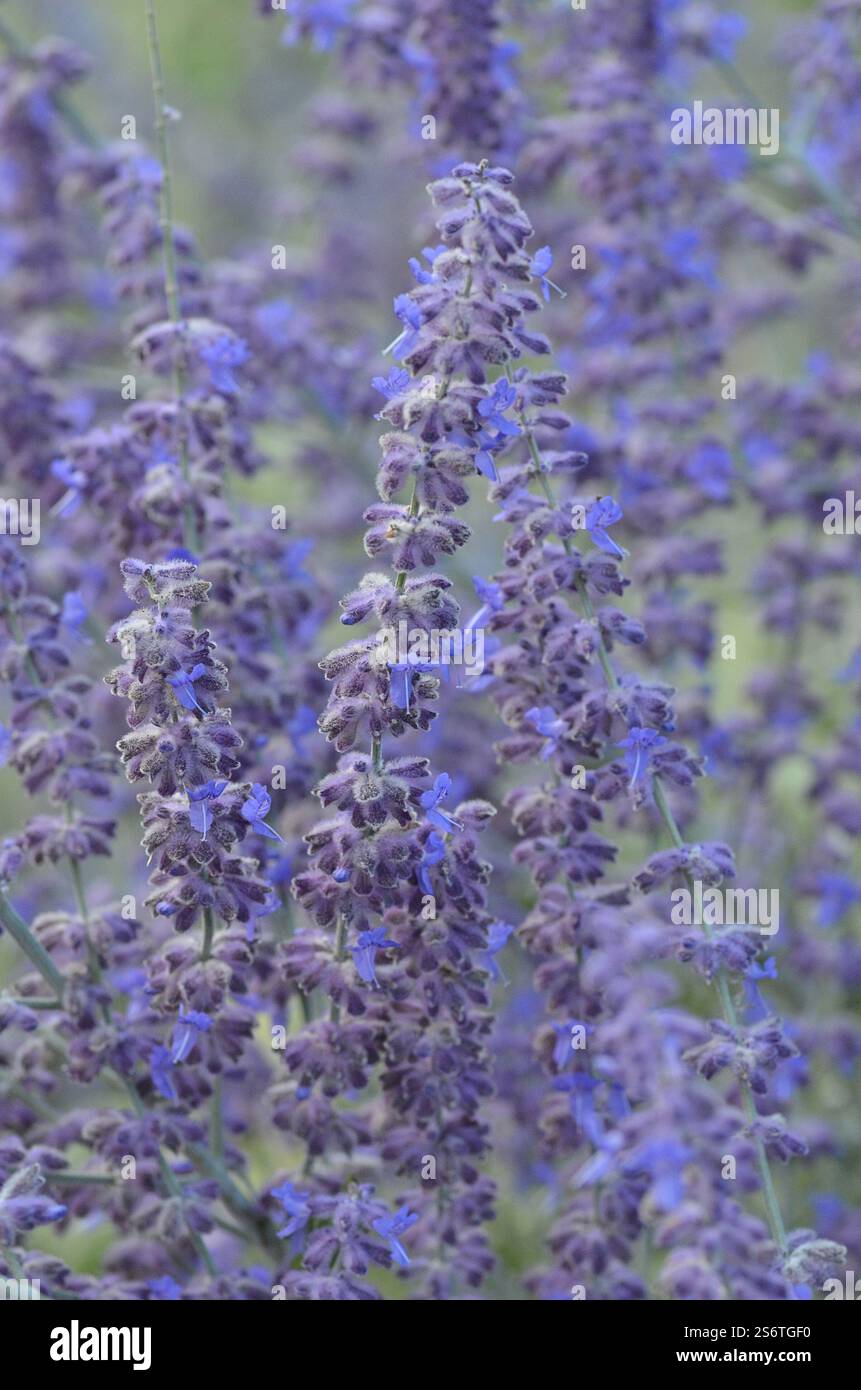 Salvia, Perovskia 'Blue Spire', Russian sage ( syn. Salvia Blue Spire ...