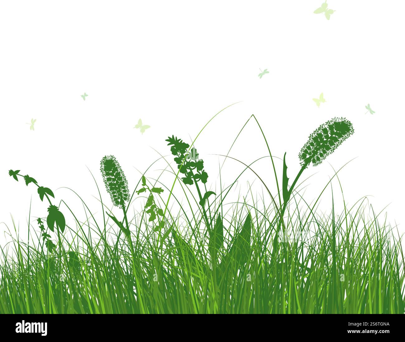Green spring meadow grass. Fresh color plants, seasonal growth grass, separated botanical ...