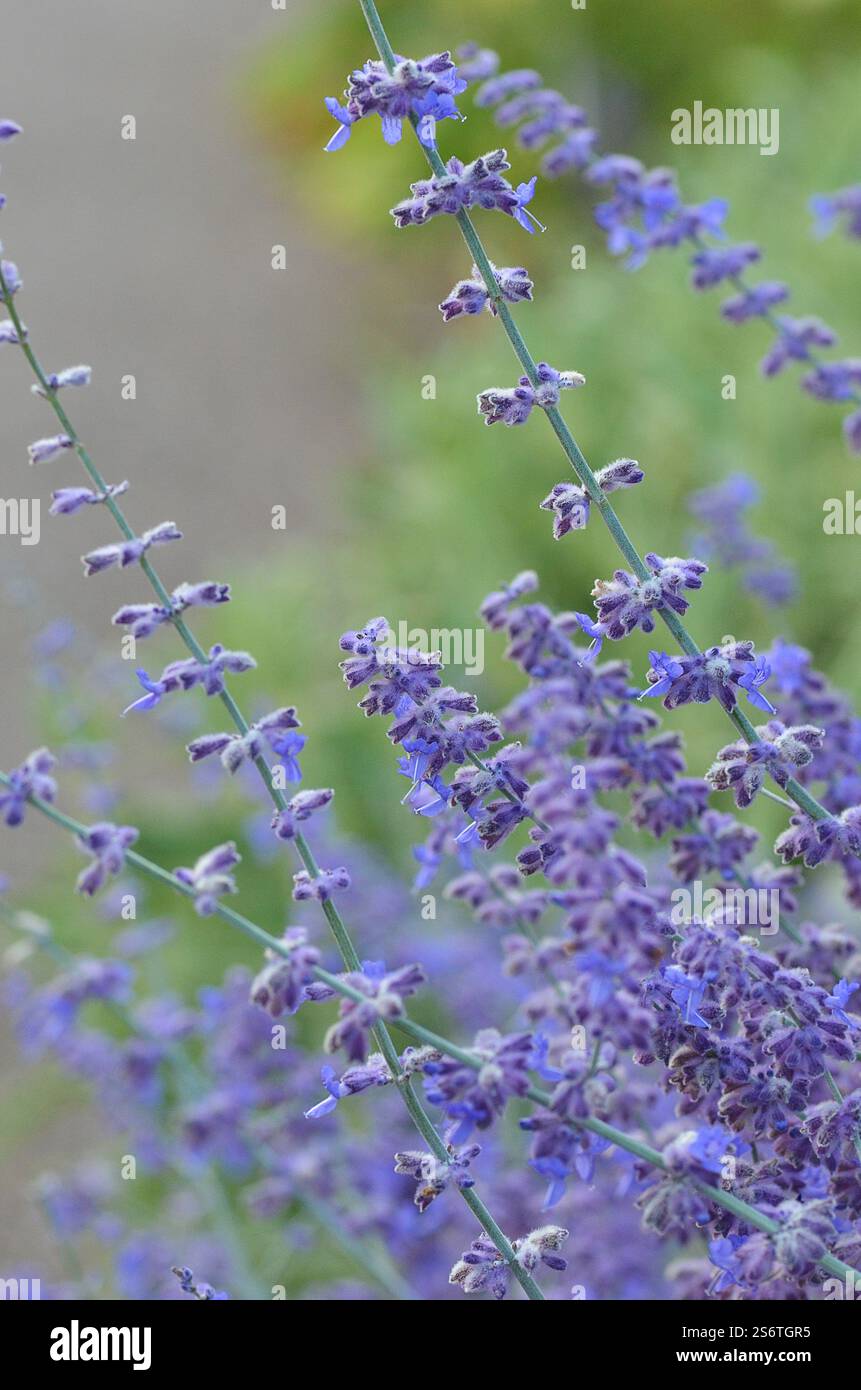 Salvia, Perovskia 'Blue Spire', Russian sage ( syn. Salvia Blue Spire ...