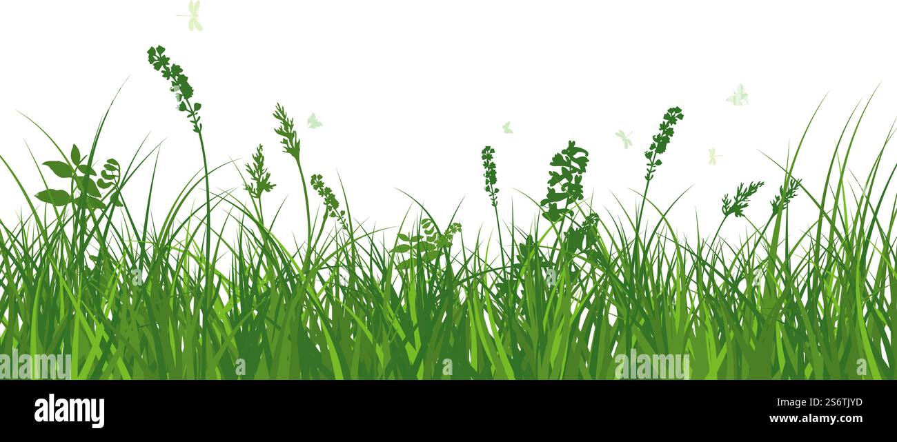 Green spring meadow grass. Fresh color plants, seasonal growth grass, separated botanical ...