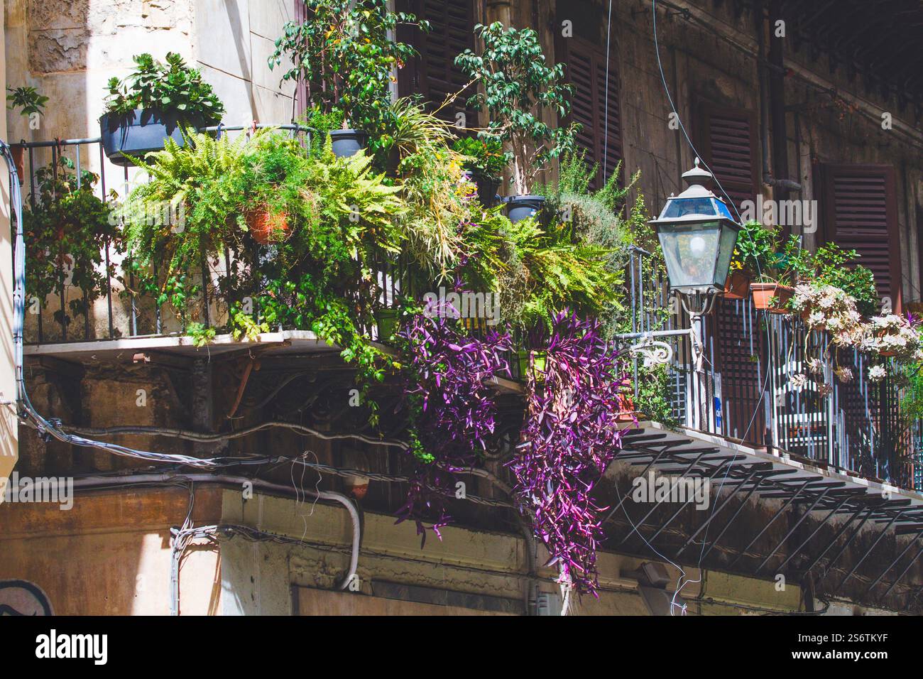 Italy, Sicily, Palermo, traditional plant balcony in the city center ...