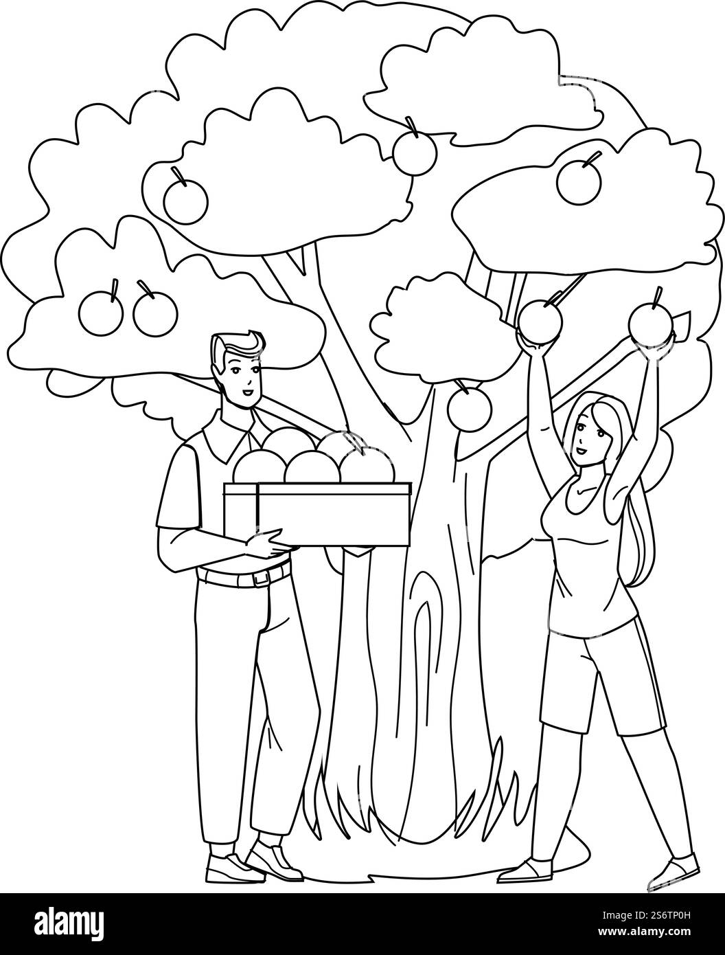 Man And Woman Harvesting Apples In Orchard Black Line Pencil Drawing ...
