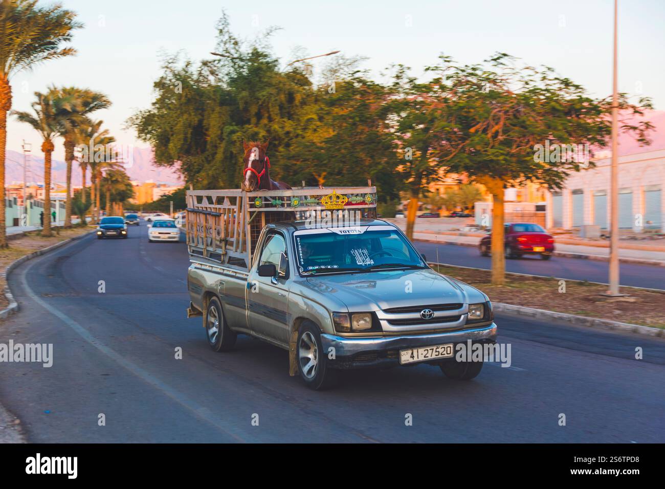Middle East, Jordan, Aqaba. Horse in a pick-up truck Stock Photo - Alamy