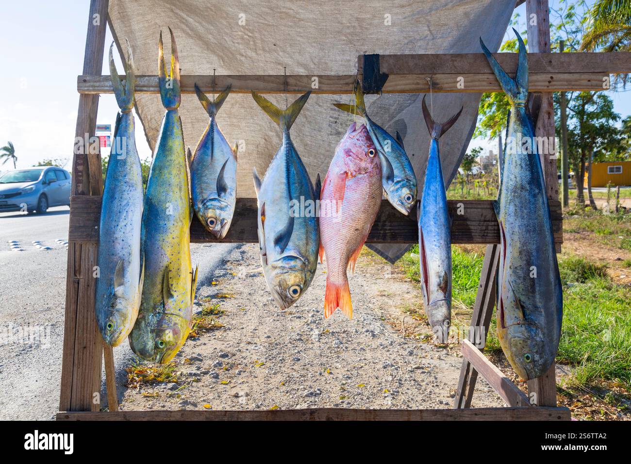 Dominican Republic, Punta Cana. Roadside fish display Stock Photo - Alamy