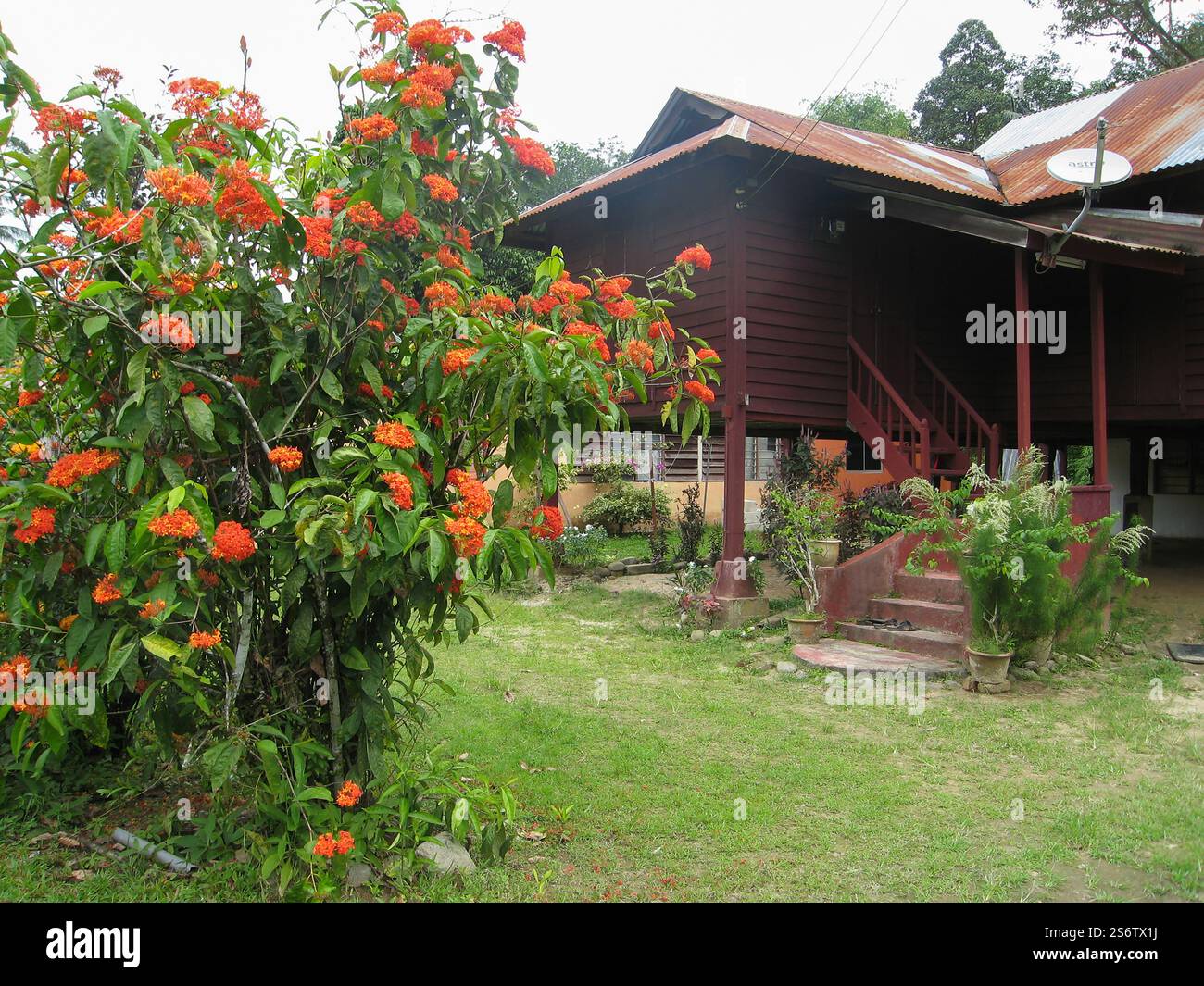 A typical traditional Malay wooden house on stilts in the village of ...