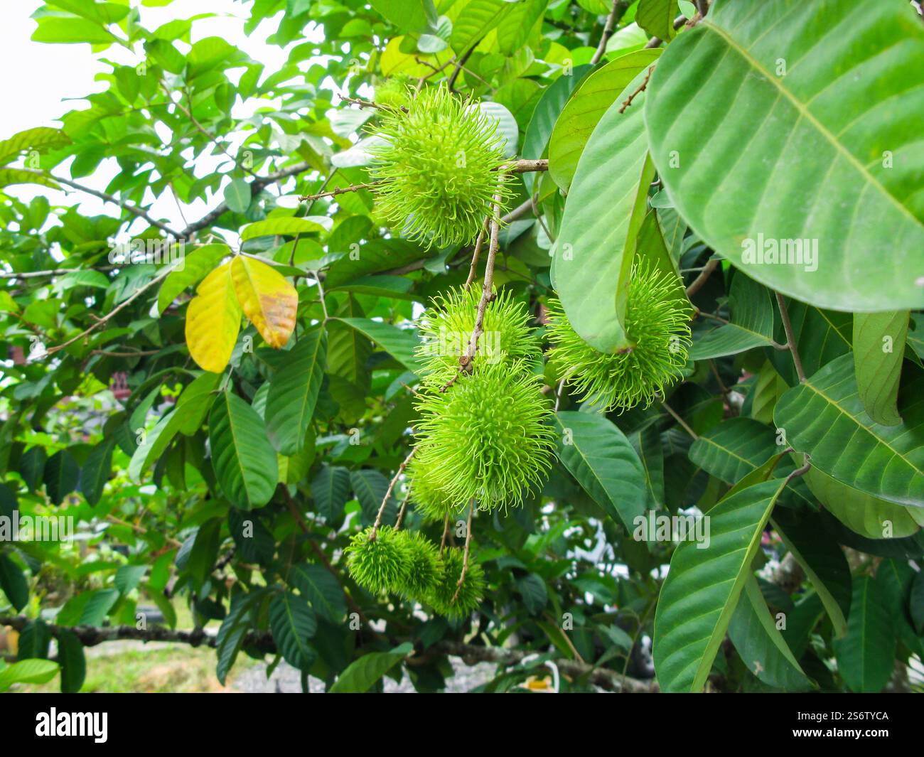 Unripe rambutan fruits on a tree in Hulu Langat, Selangor, Malaysia ...