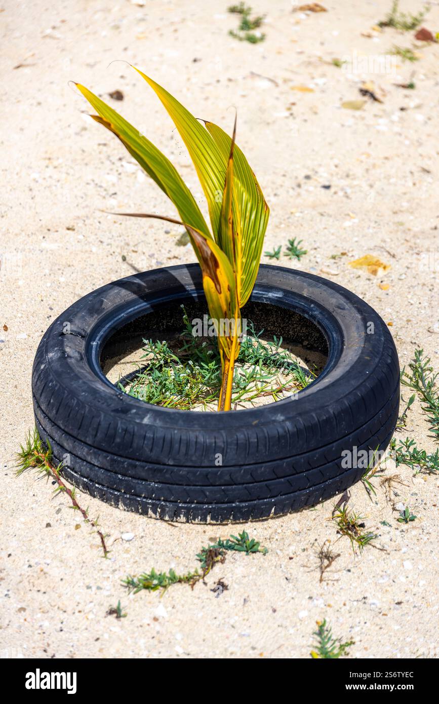 Coconut tree sprout in a tire Stock Photo - Alamy