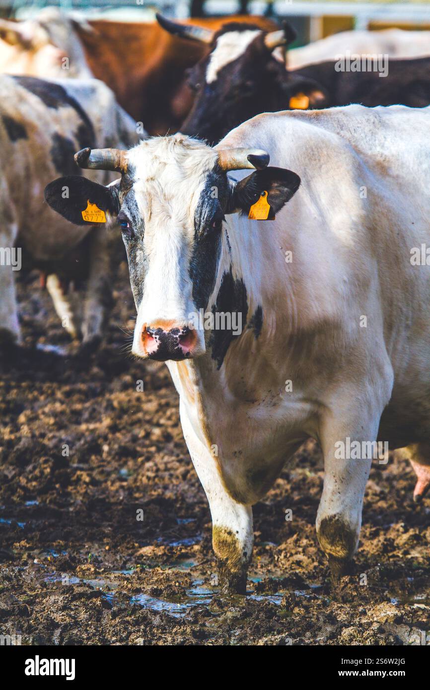 Cattle stuck in mud hi-res stock photography and images - Alamy