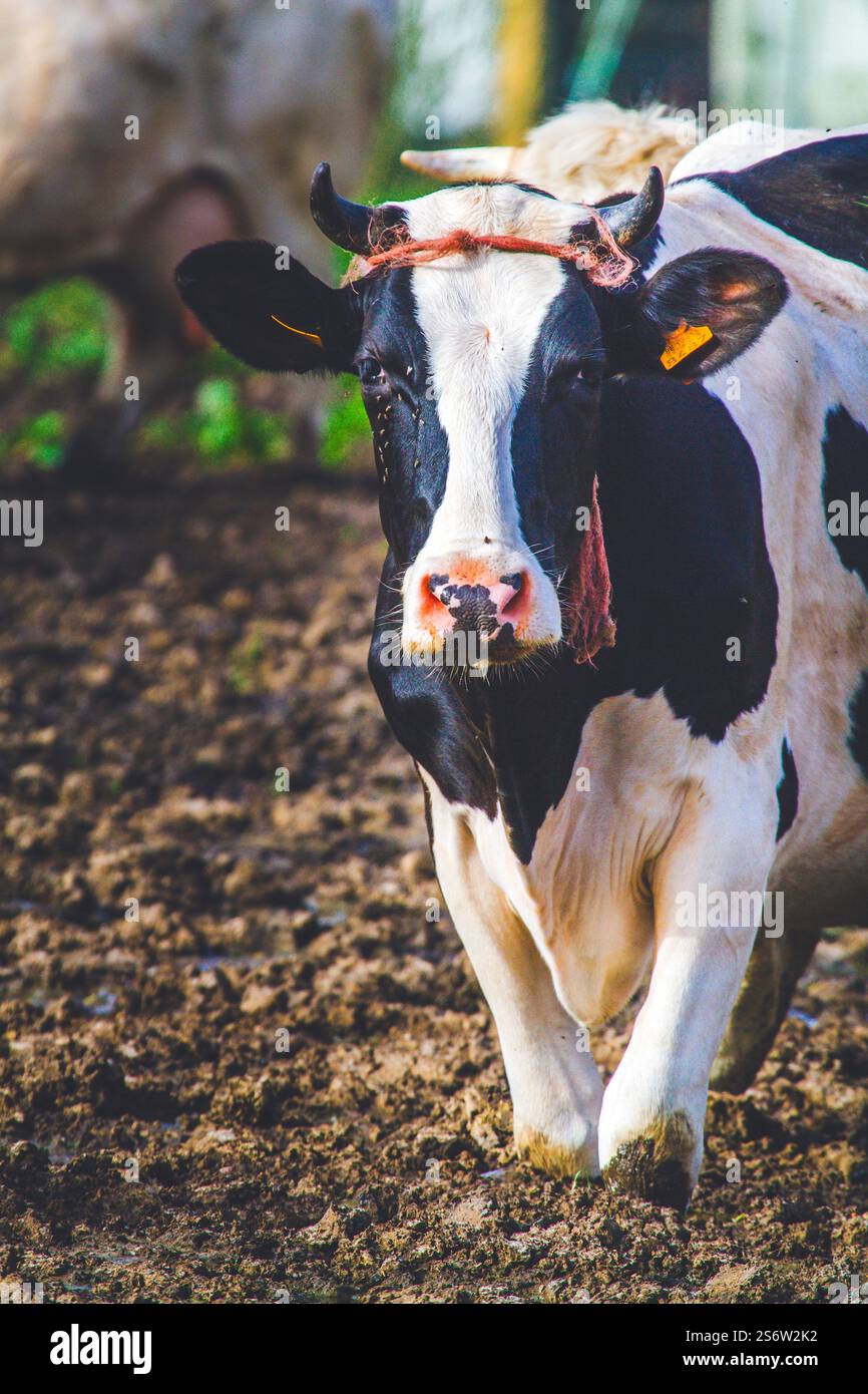 Cow stuck in mud Stock Photo - Alamy