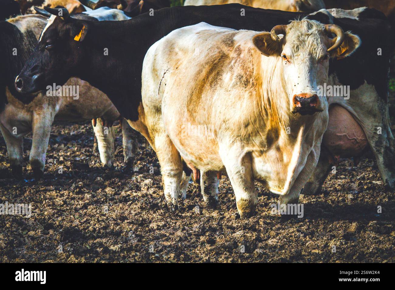 Cow stuck in mud Stock Photo - Alamy