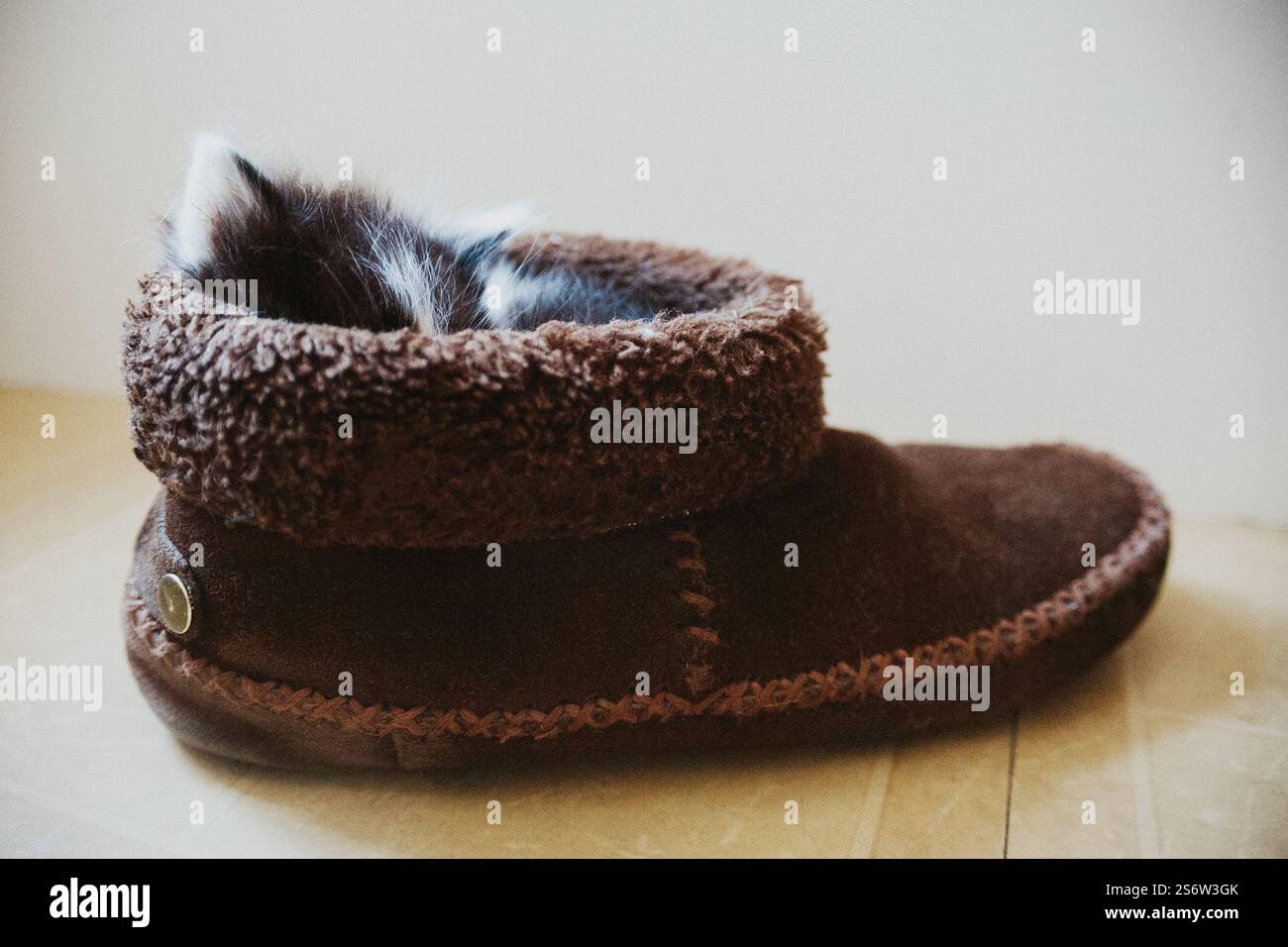 A black and white kitten asleep in an ankle boot slipper with t's ears ...
