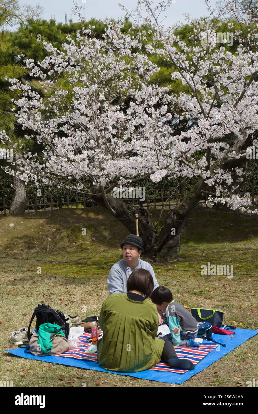 Japan, Shikoku, Takamatsu, cherry blossoms viewing, hanami Stock Photo - Alamy