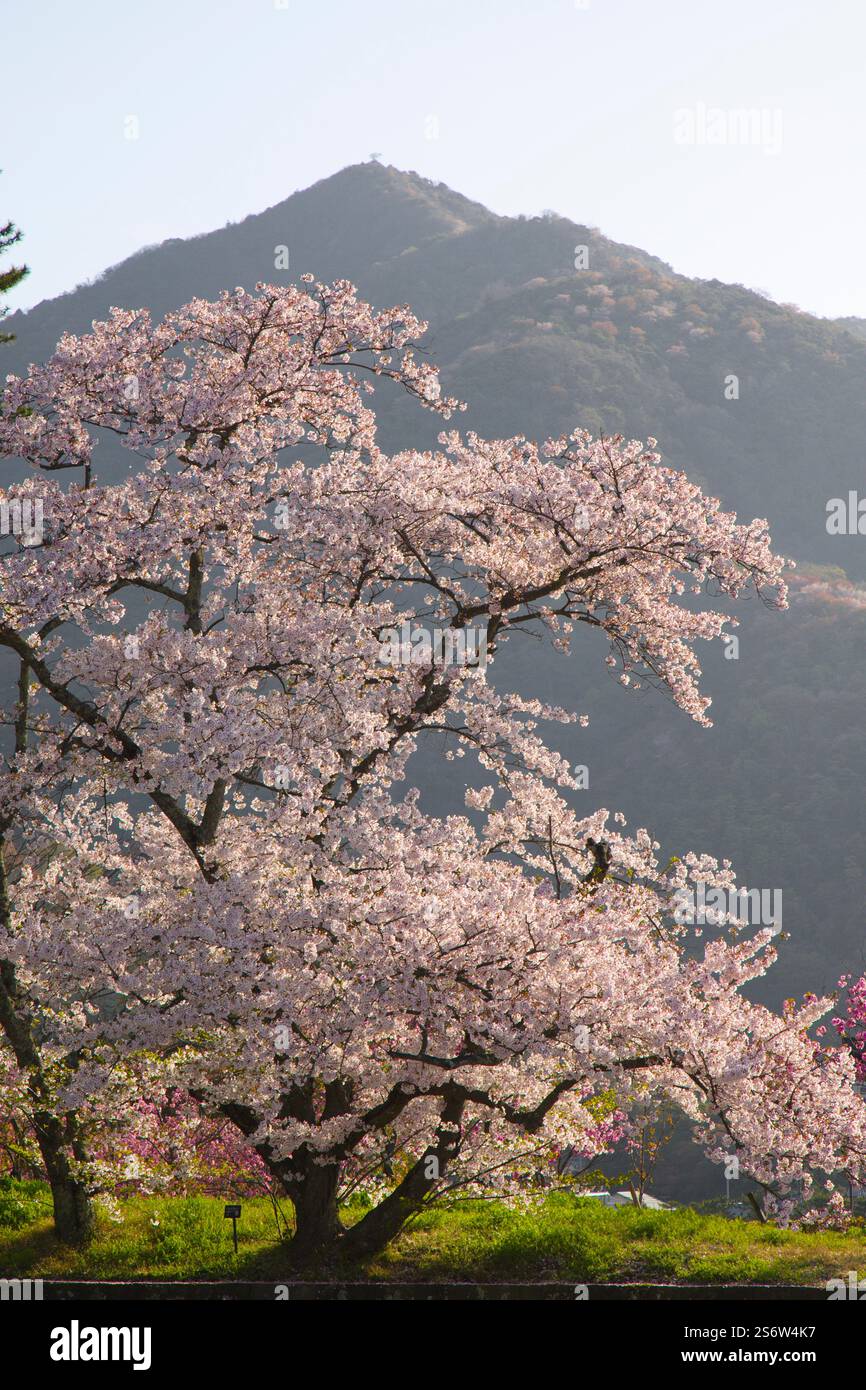 Japan, Izumo, cherry blossoms Stock Photo - Alamy