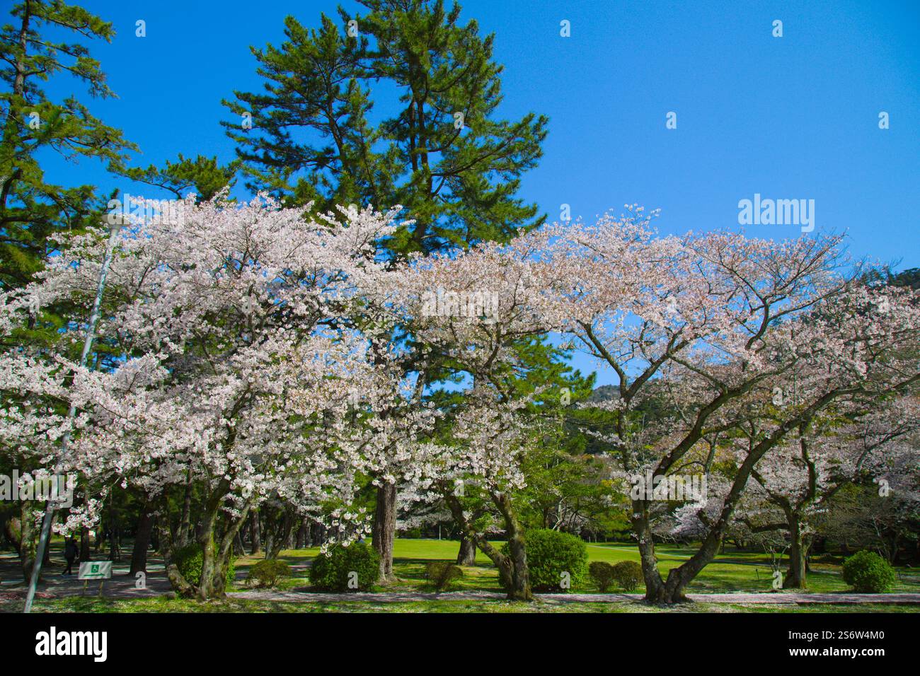 Japan, Izumo, cherry blossoms Stock Photo - Alamy