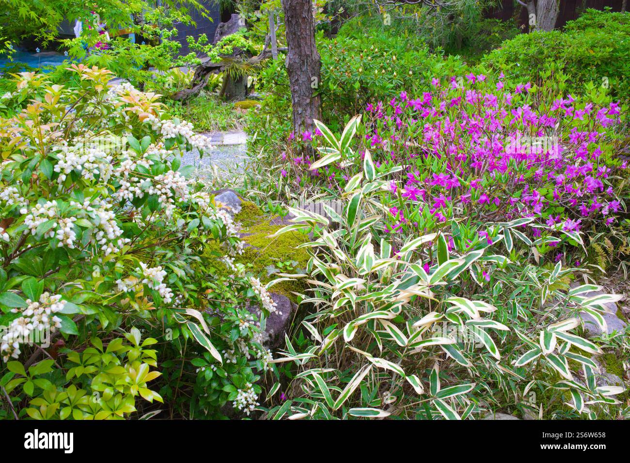 Japan, Kanazawa, Nagamachi, samurai district, garden Stock Photo - Alamy