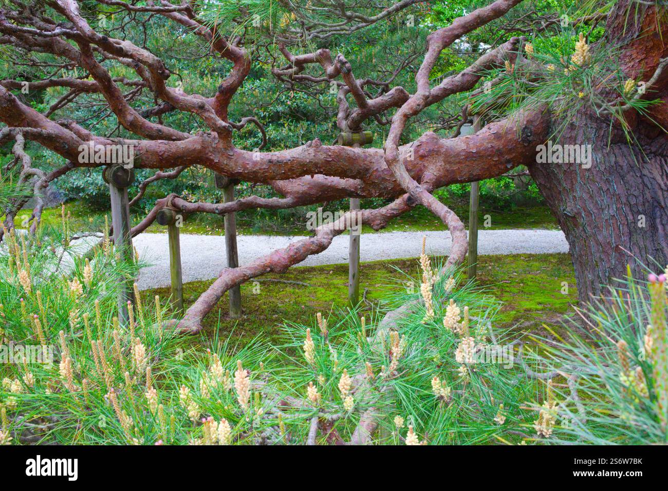 Japan, Kyoto, Imperial Palace, Sento Palace, garden Stock Photo - Alamy