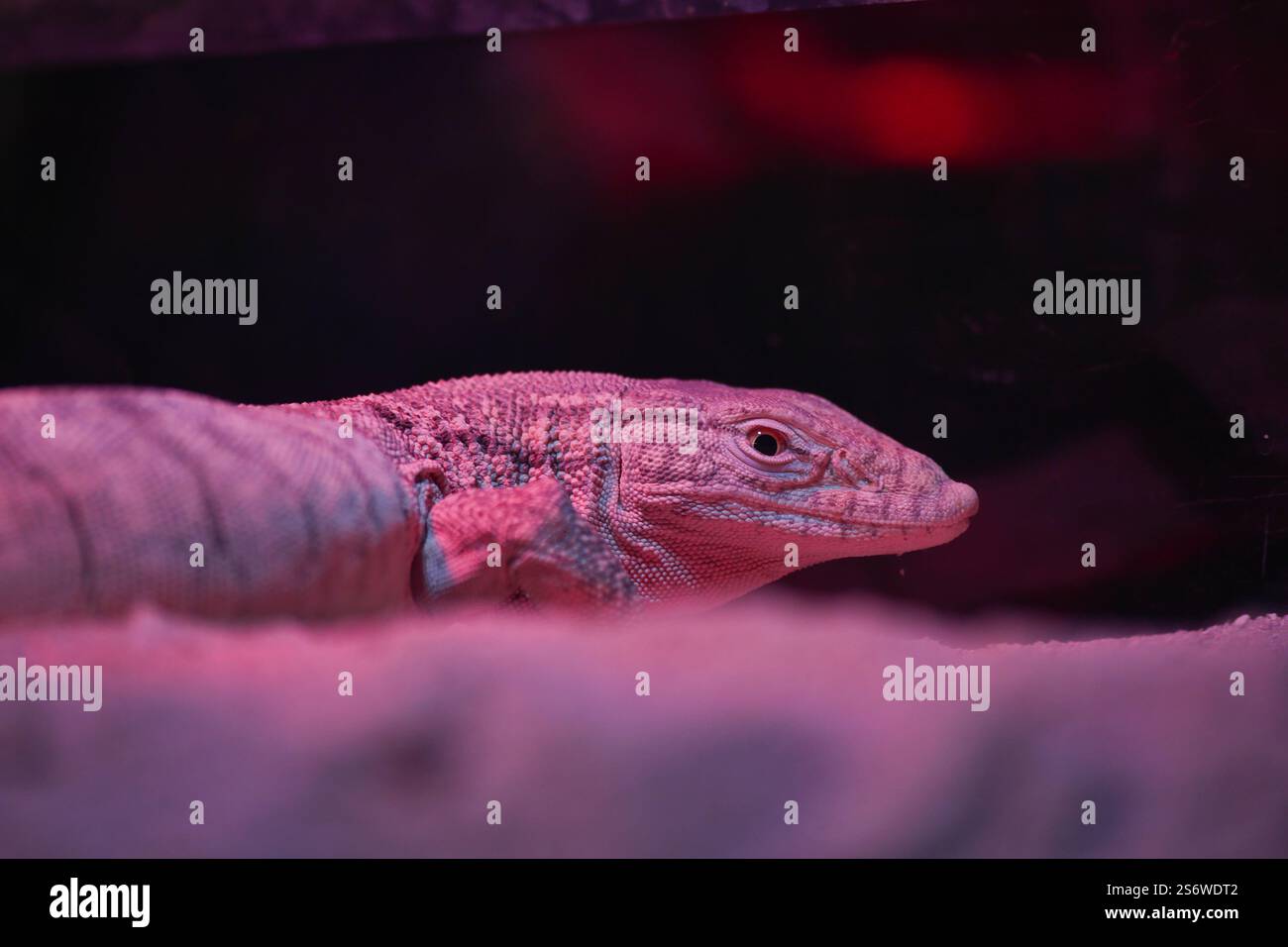 A Detailed CloseUp of a Lizard Captured Under Exotic and Unique ...