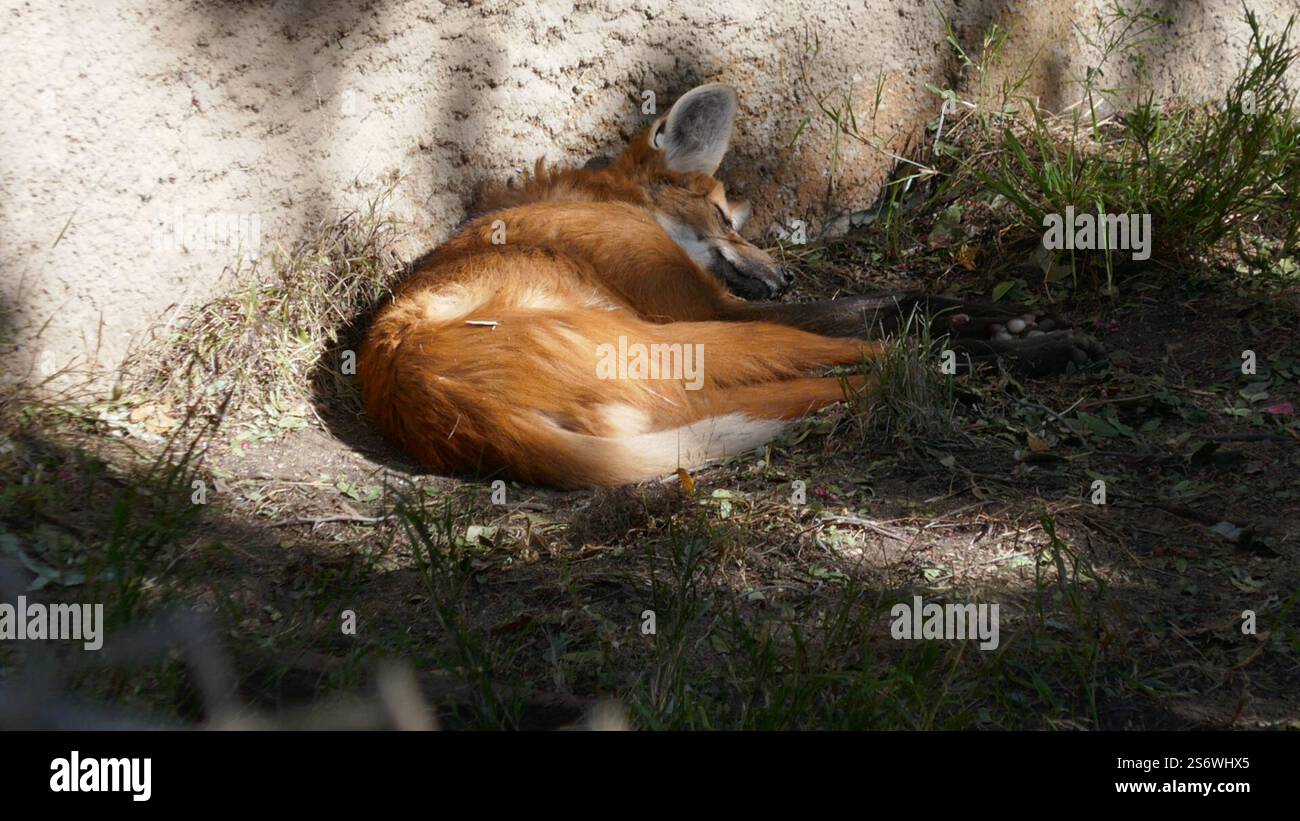 Los Angeles, California, USA 16th January 2025 Maned Wolf LA Zoo ...