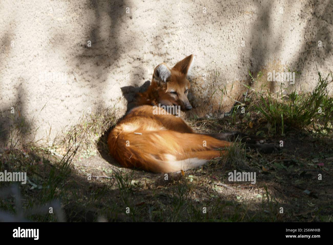 Los Angeles, California, USA 16th January 2025 Maned Wolf LA Zoo ...