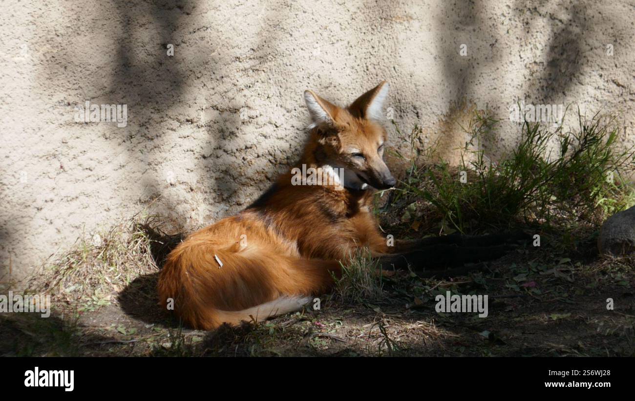 Los Angeles, California, USA 16th January 2025 Maned Wolf LA Zoo ...