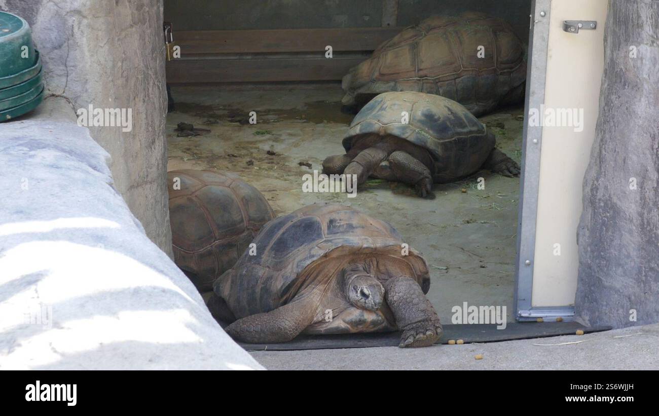 Los Angeles, California, USA 16th January 2025 Aldabra Tortoises at LA ...