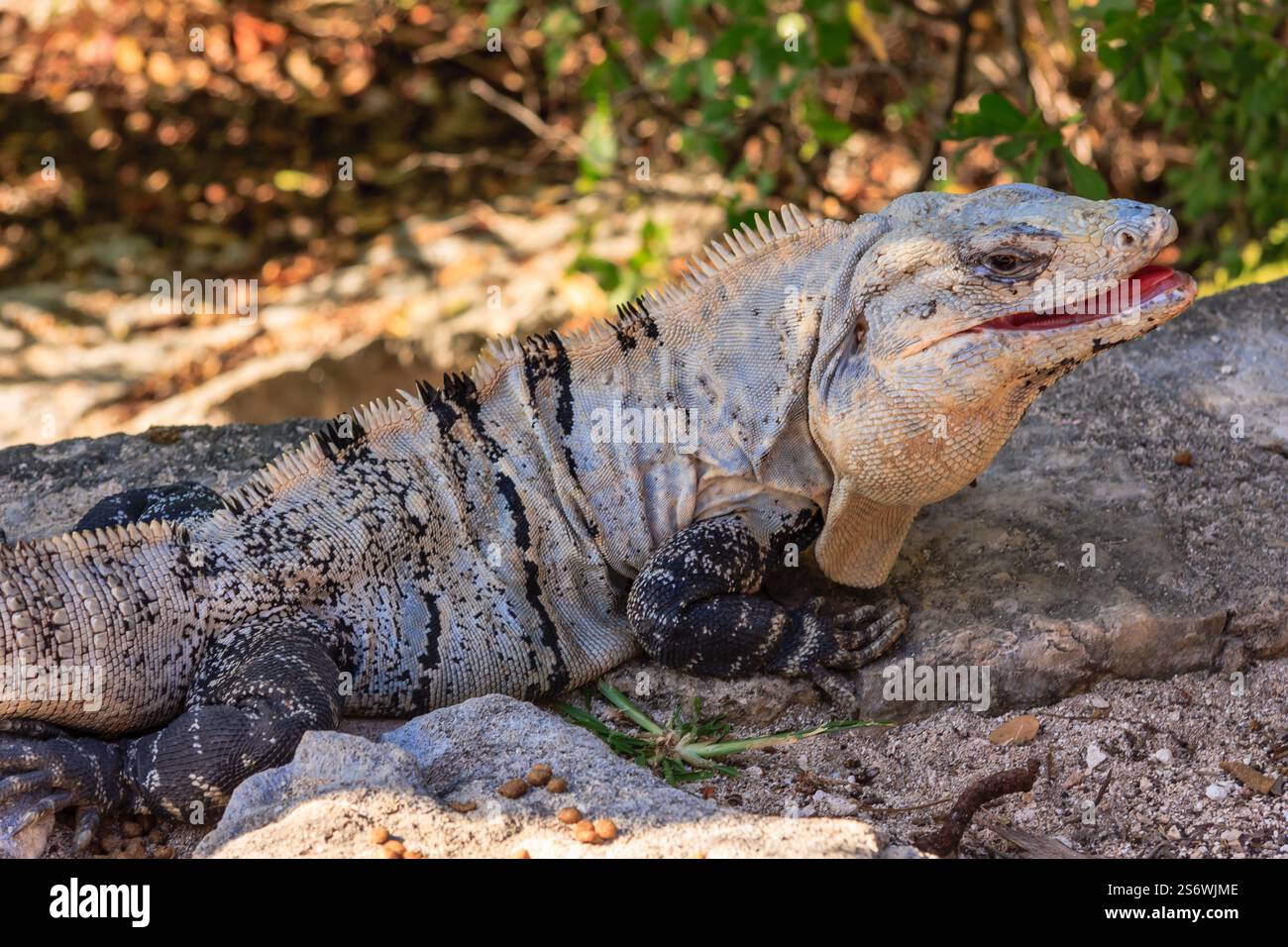 A lizard is laying on a rock, looking at the camera. The lizard has a ...