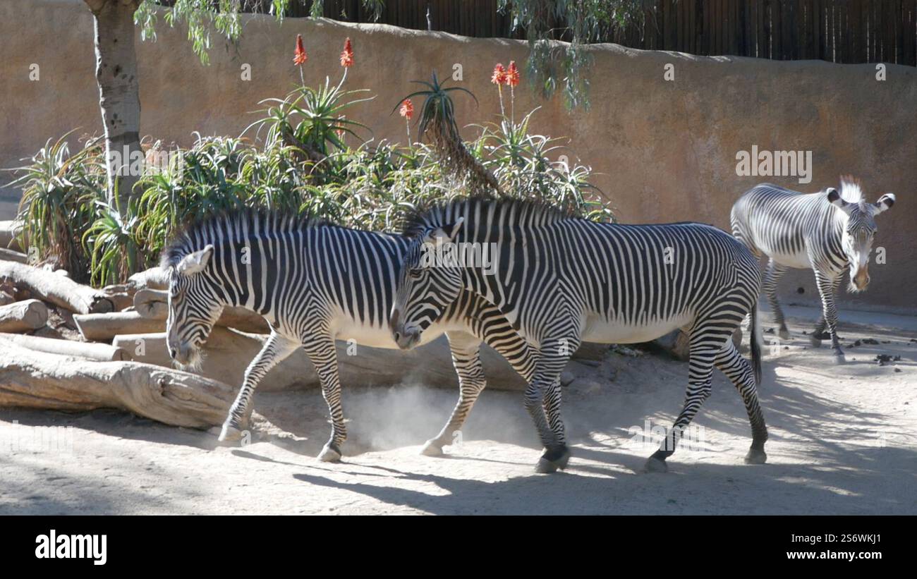 Los Angeles, California, USA 16th January 2025 Grevys Zebras at LA Zoo ...