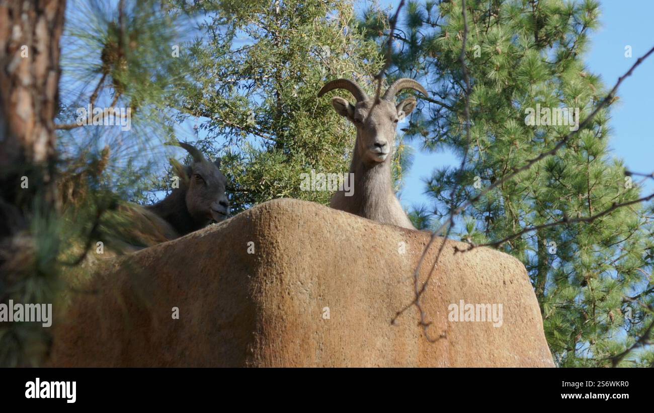 Los Angeles, California, USA 16th January 2025 Desert Bighorn Sheep at ...