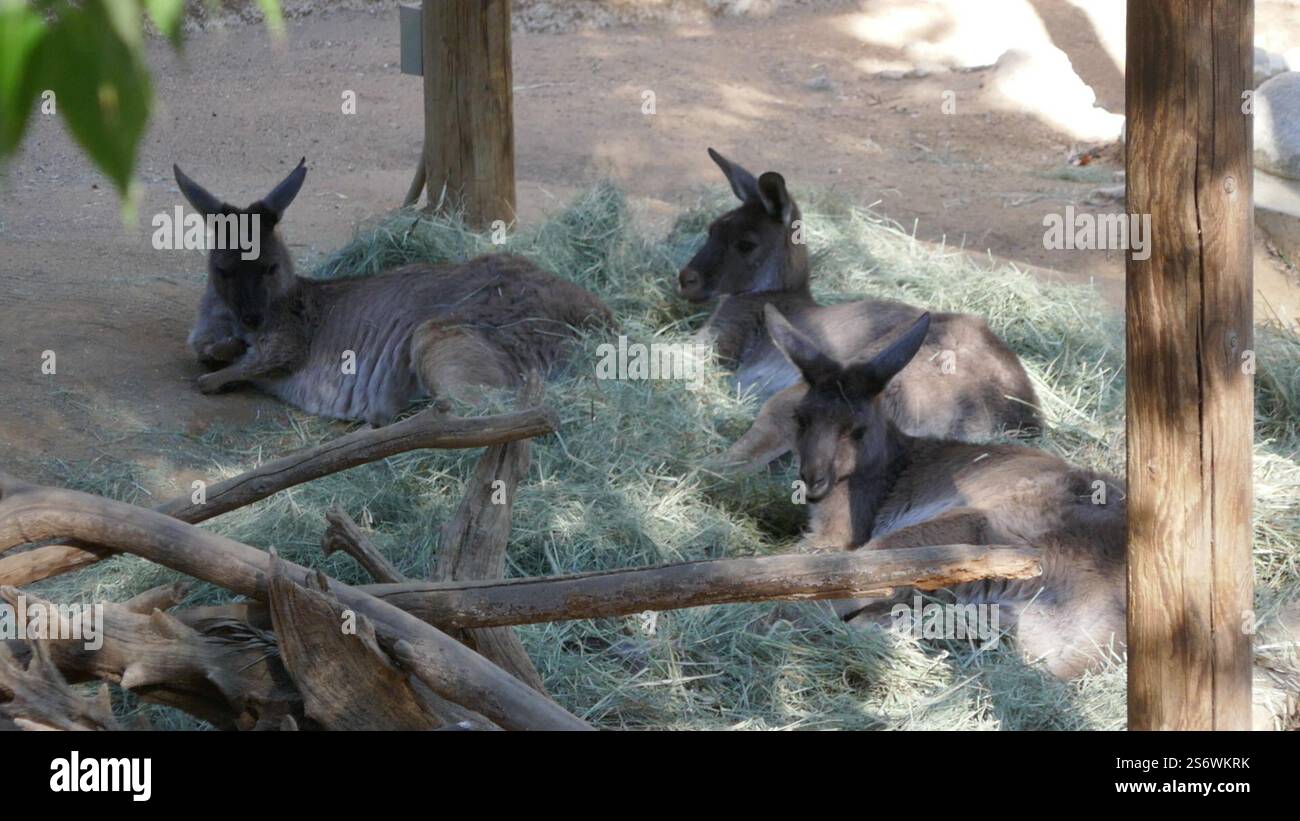 Los Angeles, California, USA 16th January 2025 Grey Kangaroos at LA Zoo ...
