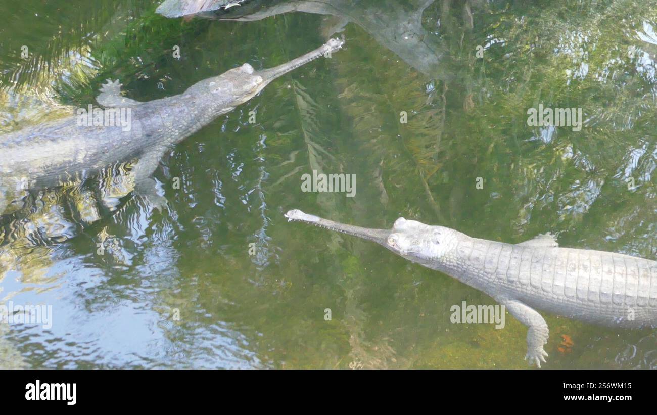 Los Angeles, California, USA 16th January 2025 Indian Gharials at LA ...