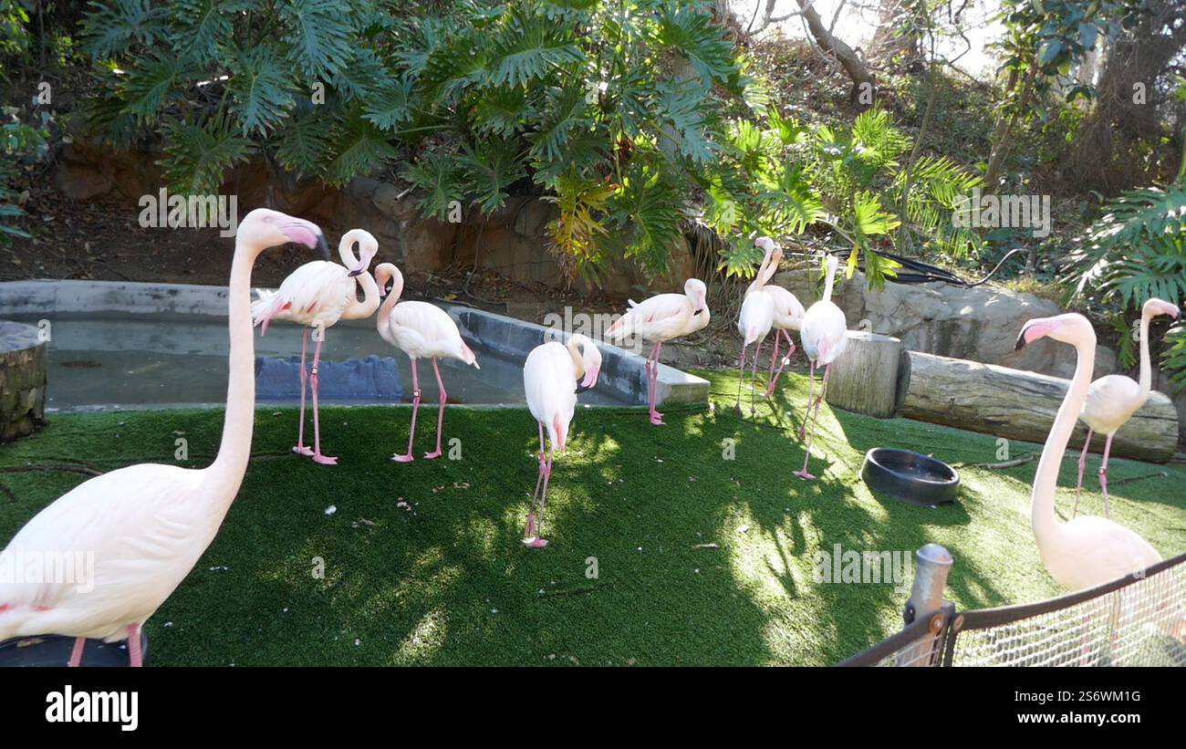 Los Angeles, California, USA 16th January 2025 Flamingos at LA Zoo ...