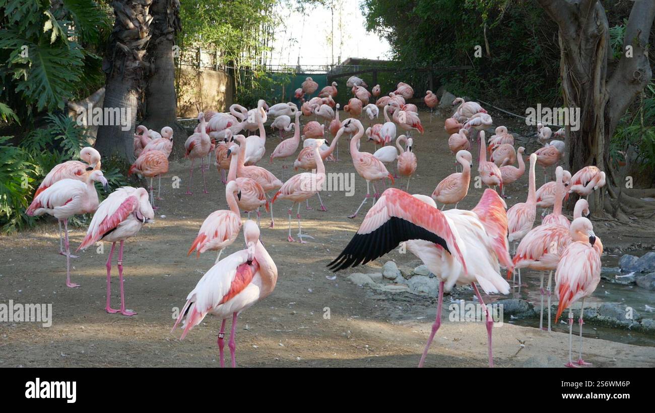Los Angeles, California, USA 16th January 2025 Flamingos at LA Zoo ...
