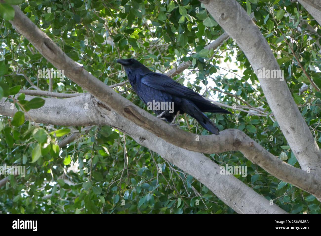 Los Angeles, California, USA 16th January 2025 Raven at LA Zoo ...